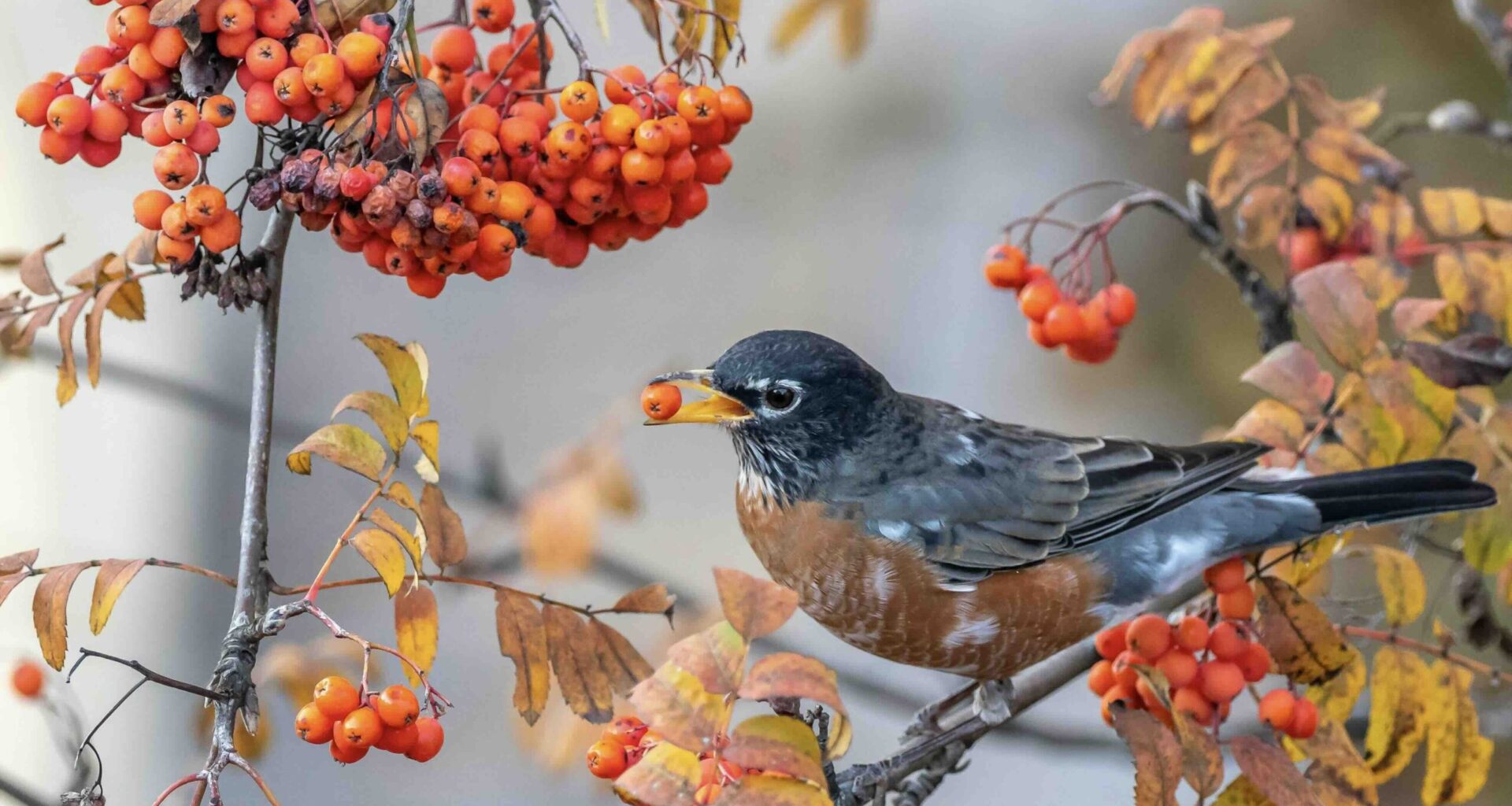 Fun Things To Do in Muskoka Ontario